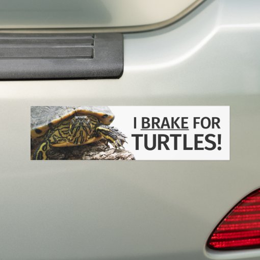 "I Brake for Turtles" Bumper Sticker | Zazzle