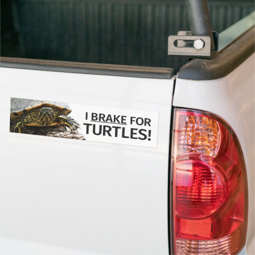 "I Brake for Turtles" Bumper Sticker | Zazzle