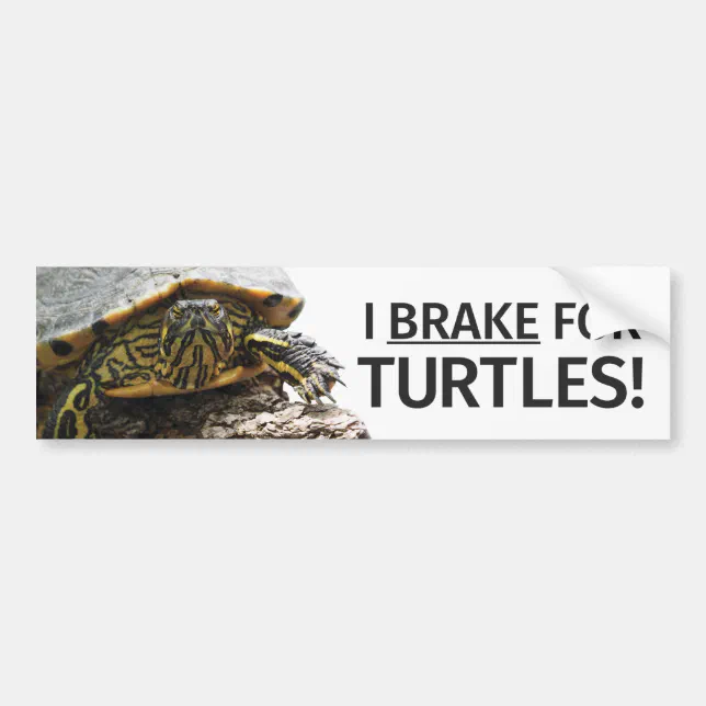 "I Brake for Turtles" Bumper Sticker | Zazzle