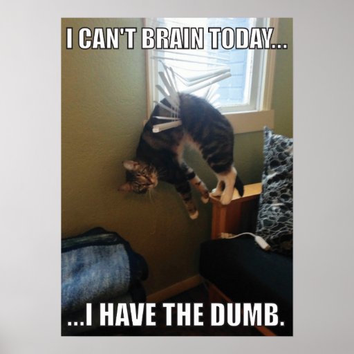 I Can't Brain Today. I Have The Dumb (cat) Poster | Zazzle