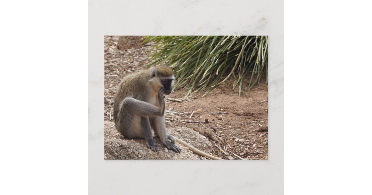 I have an Itch - Spider Monkey Postcard | Zazzle