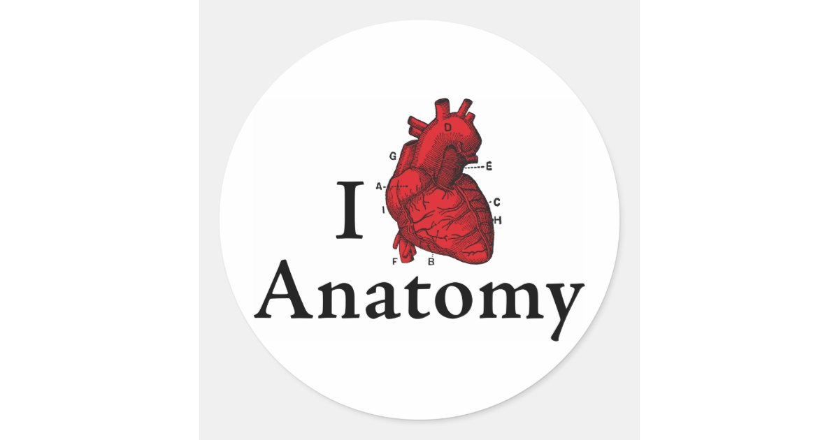 I love anatomy classic round sticker | Zazzle