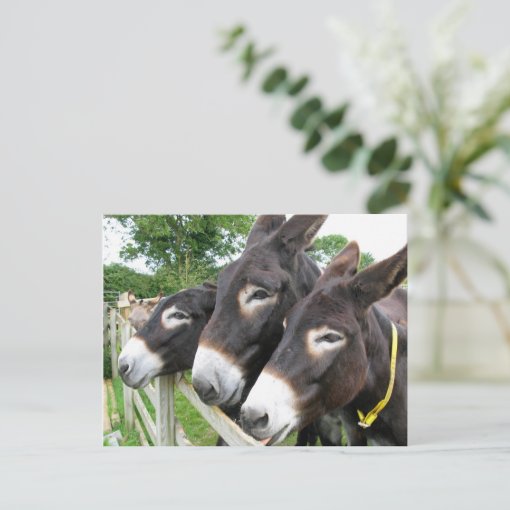 I Love Donkeys! Postcard | Zazzle