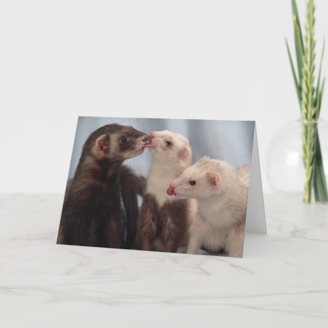 I Love Ferrets Card | Zazzle