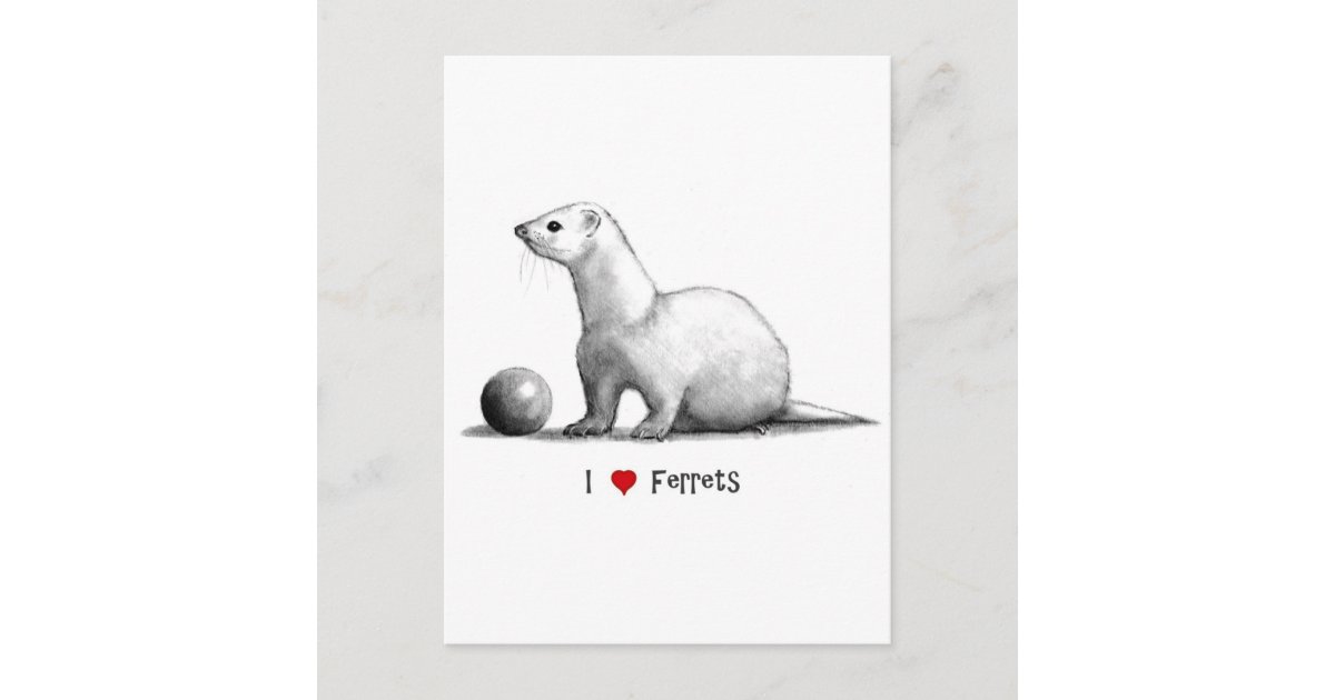 I Love (Heart) Ferrets: Pencil Drawing Postcard | Zazzle
