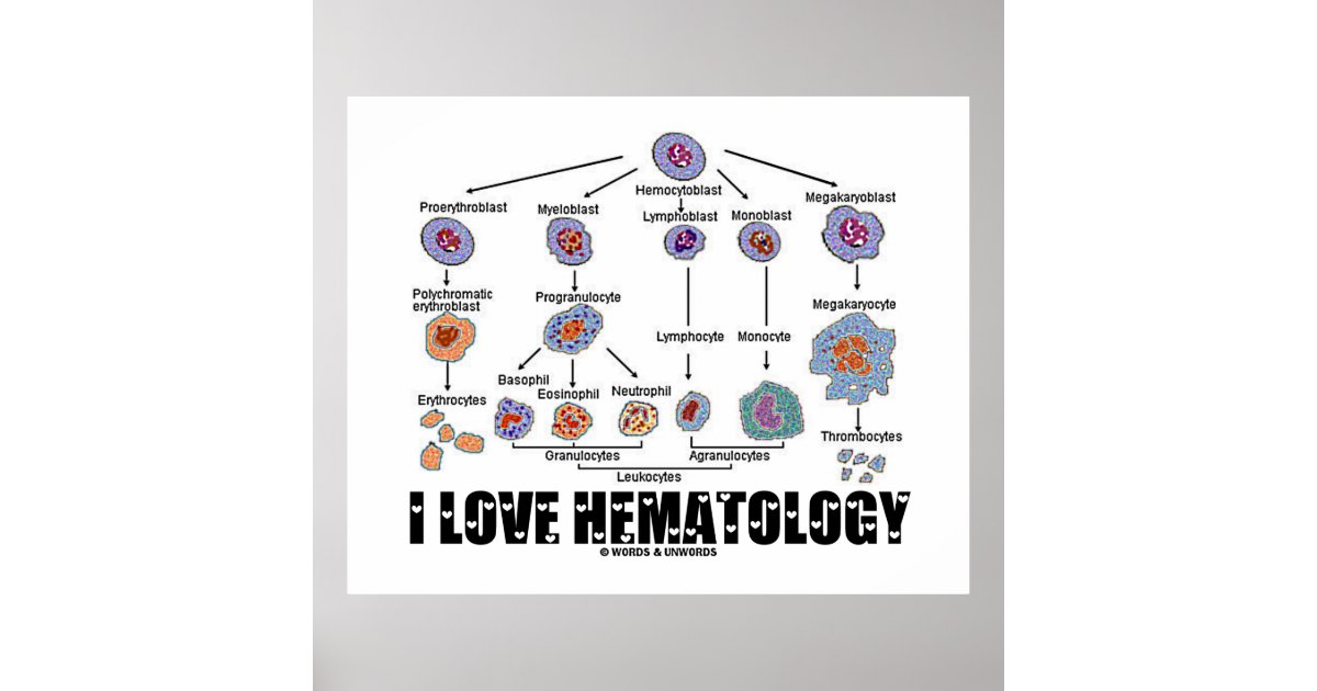 I Love Hematology Blood Cell Lineage Poster | Zazzle