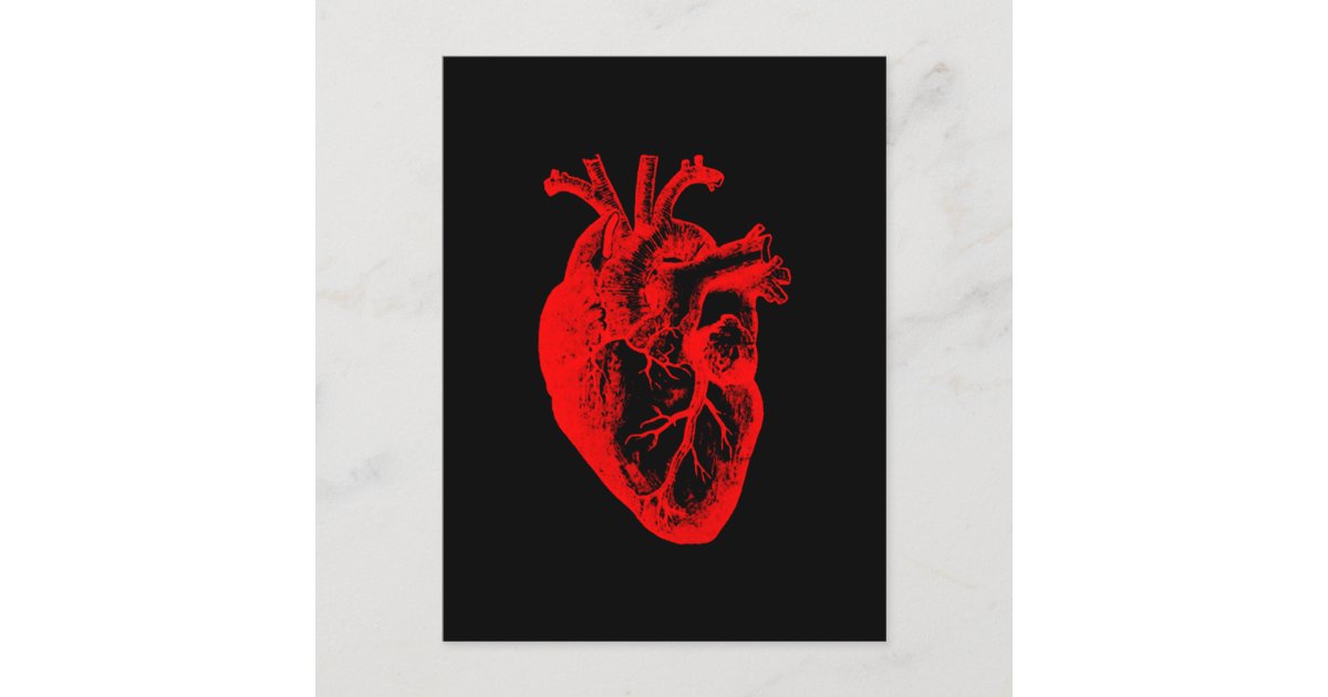 I love / I heart heart anatomy Postcard | Zazzle