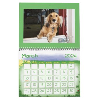 I LOVE long haired MINIATURE DACHSHUNDS Calendar | Zazzle