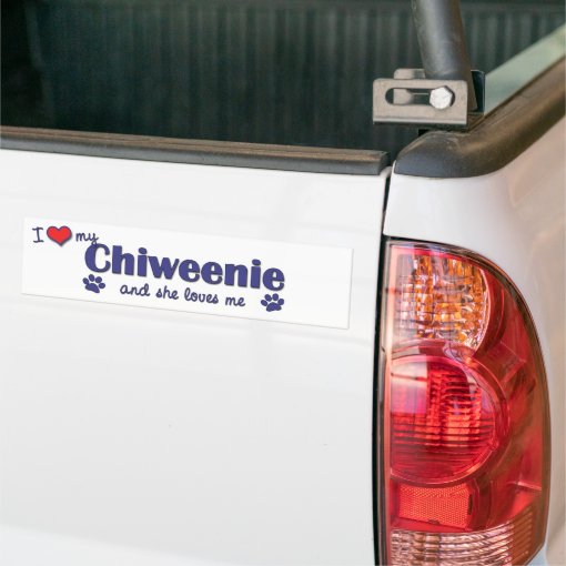 I Love My Chiweenie (Female Dog) Bumper Sticker | Zazzle