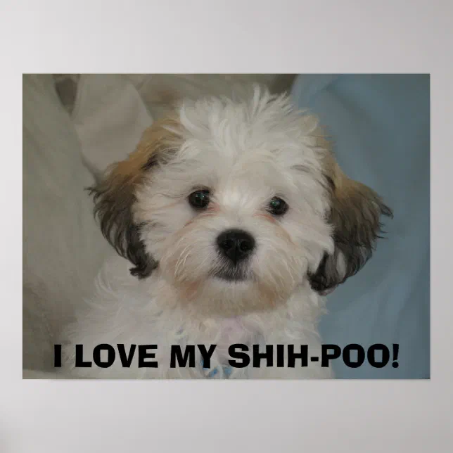 I LOVE MY SHIH-POO! POSTER | Zazzle