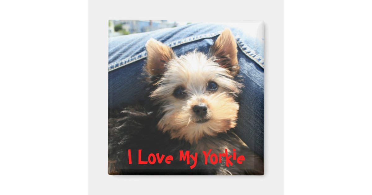 I Love My Yorkie Magnet | Zazzle