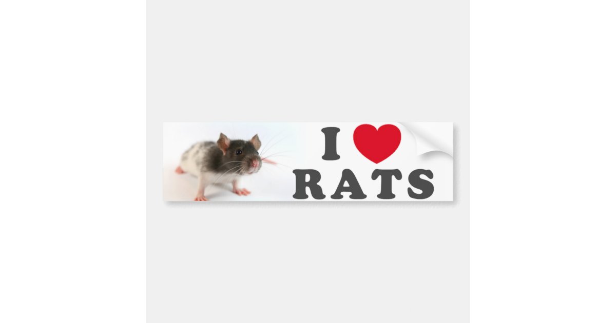I love (variegated) Rats Bumper Sticker | Zazzle