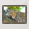 I Love You Leopard Photo Postcard | Zazzle