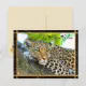 I Love You Leopard Photograph Postcard | Zazzle