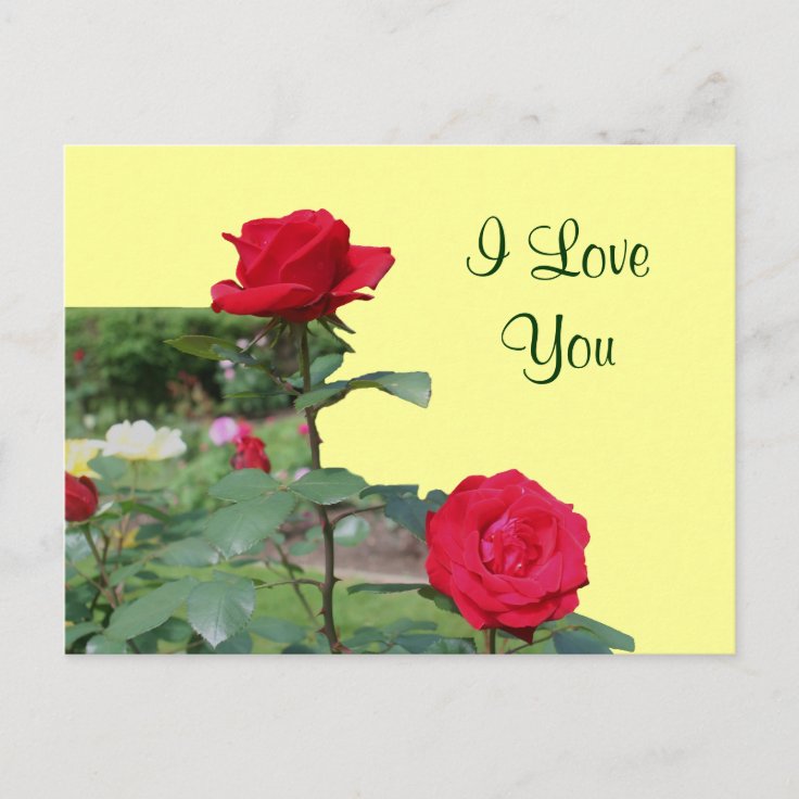 I Love You Red Roses Flower Photo Postcard | Zazzle