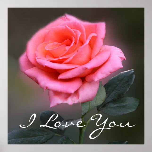 I love you rose poster | Zazzle