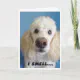 I Smell An Old Fart White Poodle With Big Nose Card | Zazzle