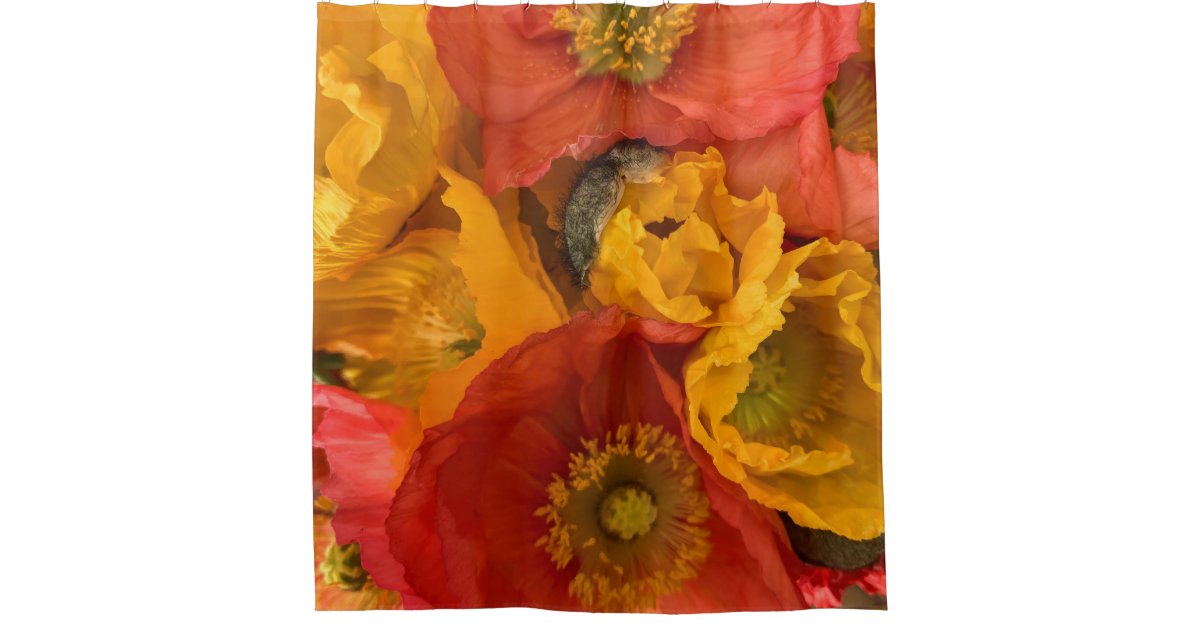 Icelandic Poppies Shower Curtain | Zazzle