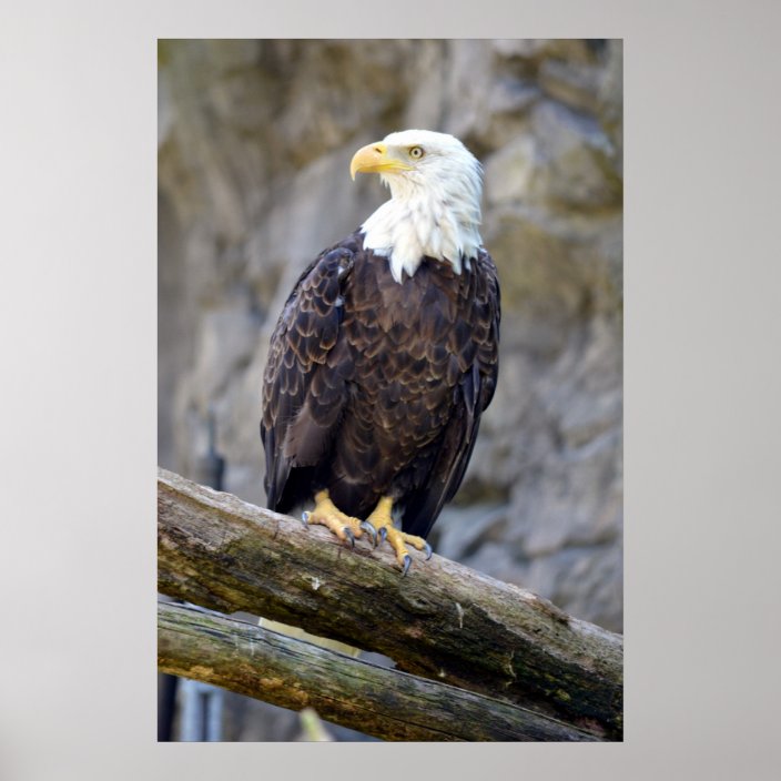 Iconic American Bald Eagle Poster | Zazzle.com