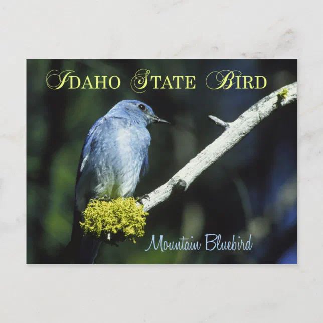 Idaho State Bird - Mountain Bluebird Postcard | Zazzle