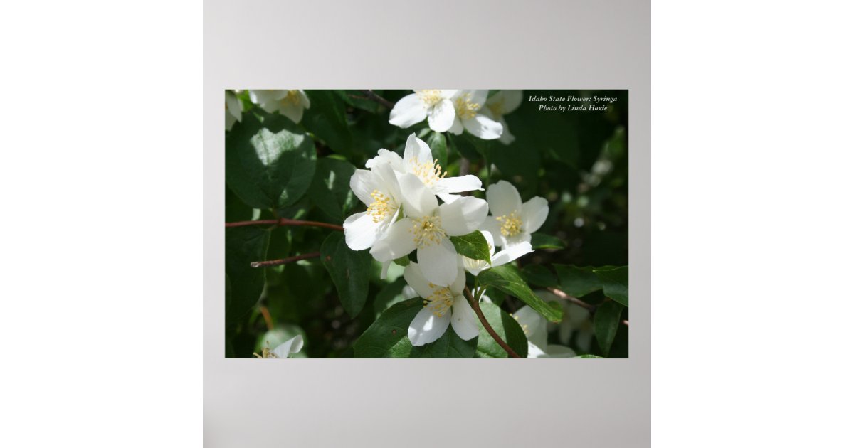Idaho State Flower: Syringa Poster | Zazzle