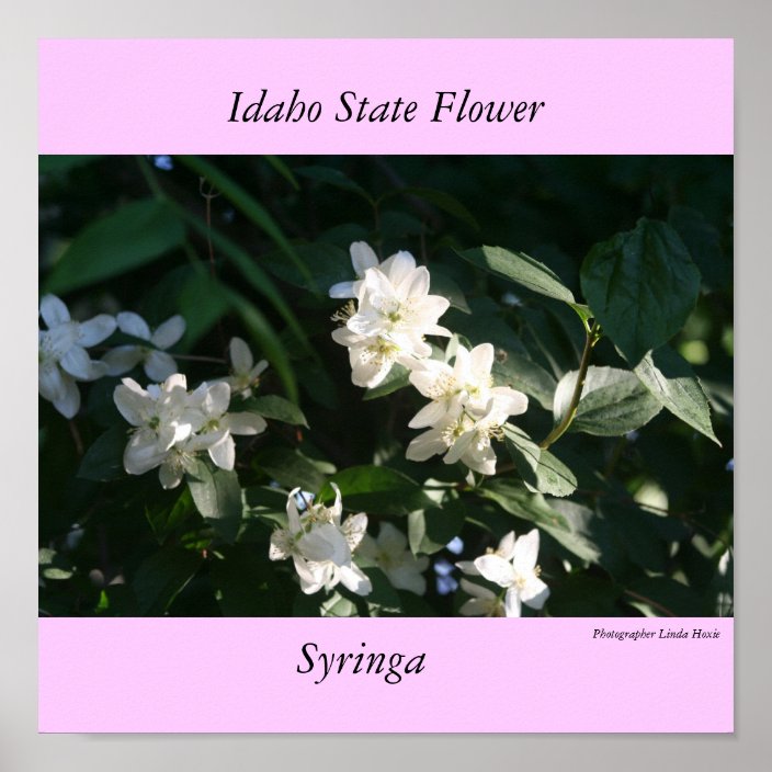 Idaho State Flower, the Syringa Poster | Zazzle