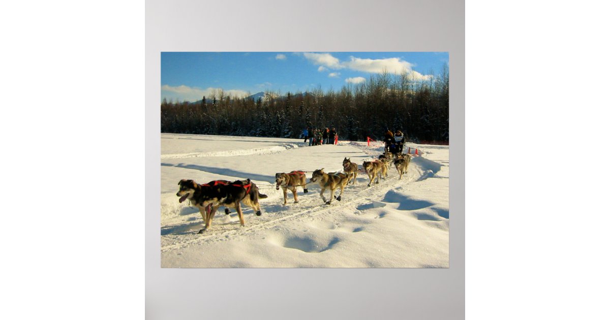 Iditarod Trail Sled Dog Race Poster | Zazzle.com