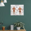 IFA Anatomy Chart | Zazzle