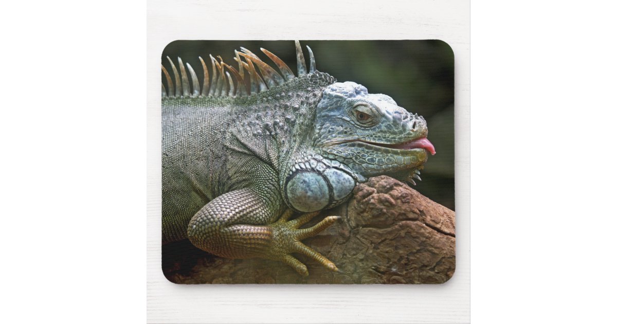 iguana, animal, wildlife mouse pad | Zazzle