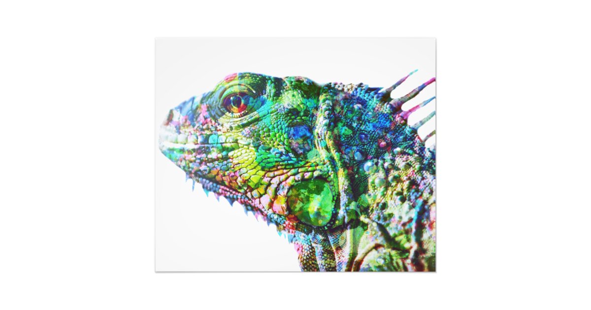 Iguana Photo Print | Zazzle
