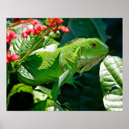 Iguana Poster | Zazzle.com