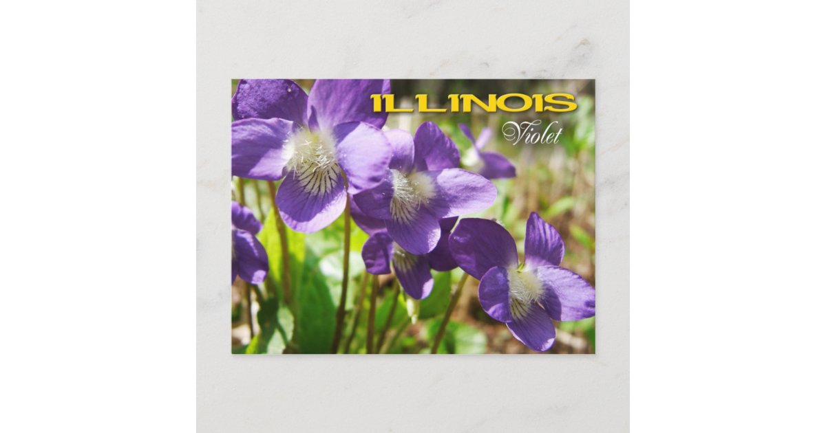 Illinois State Flower: Violet Postcard | Zazzle