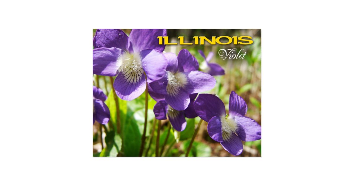 Illinois State Flower: Violet Postcard | Zazzle.com