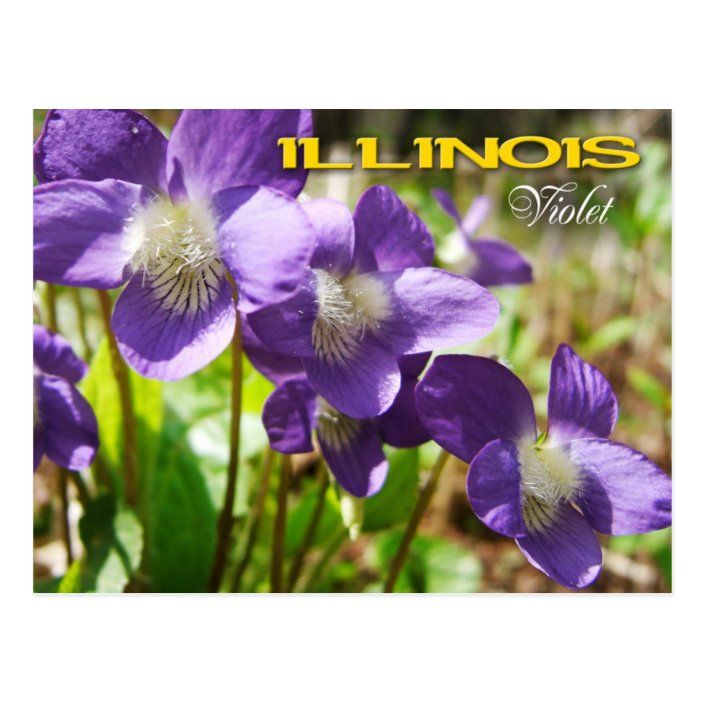 Illinois State Flower: Violet Postcard | Zazzle.com