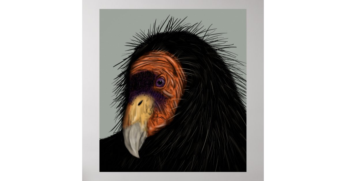 Illustrated California Condor Poster | Zazzle