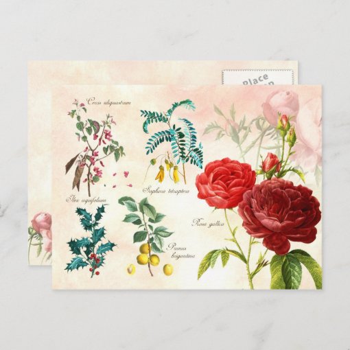 Illustrated flowering plants postcard | Zazzle