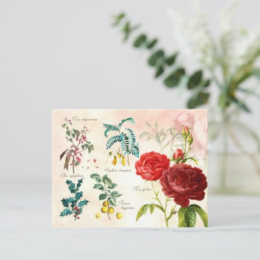 Illustrated flowering plants postcard | Zazzle