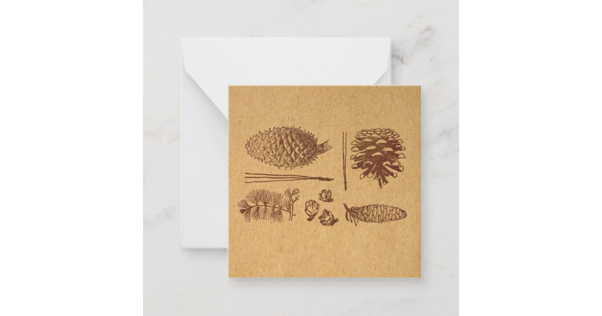 Illustrated Pine Cones Vintage Pinecone Art Note Card | Zazzle