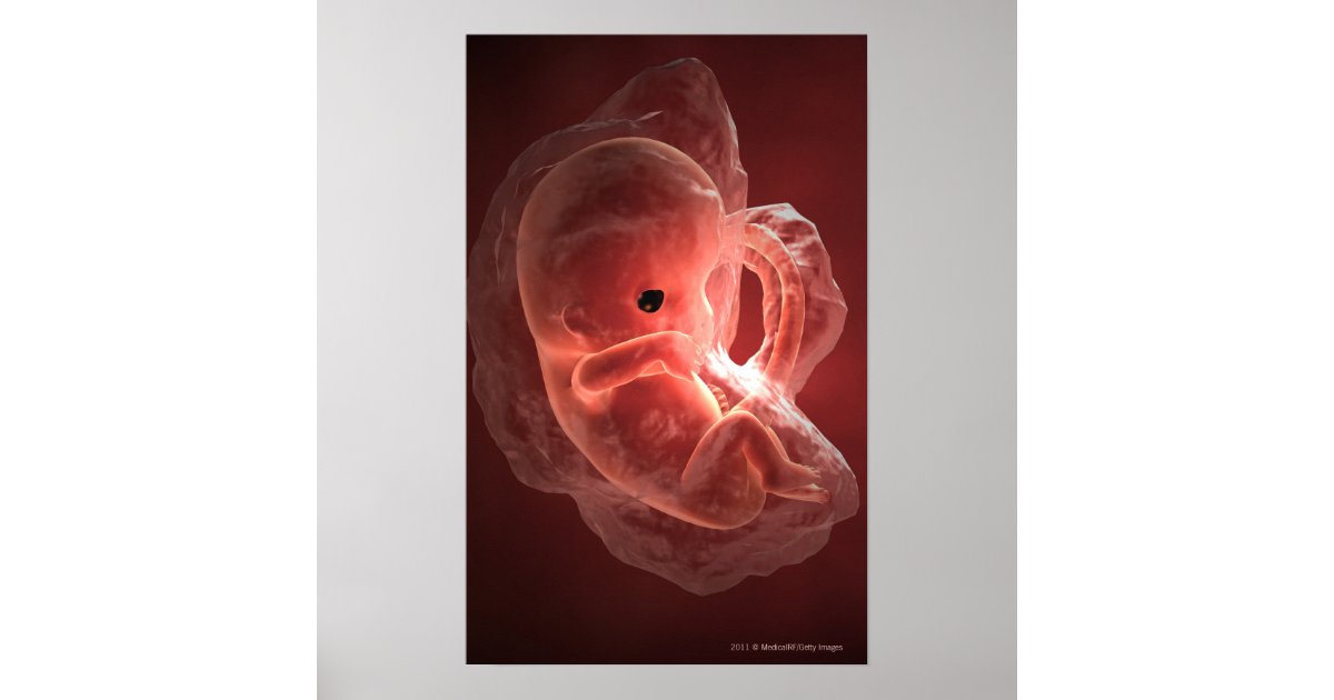 Illustration of a developing embryo poster | Zazzle