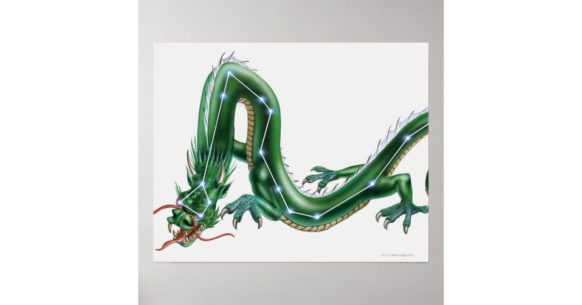 Illustration of a dragon with the Dragon (Draco) Poster | Zazzle