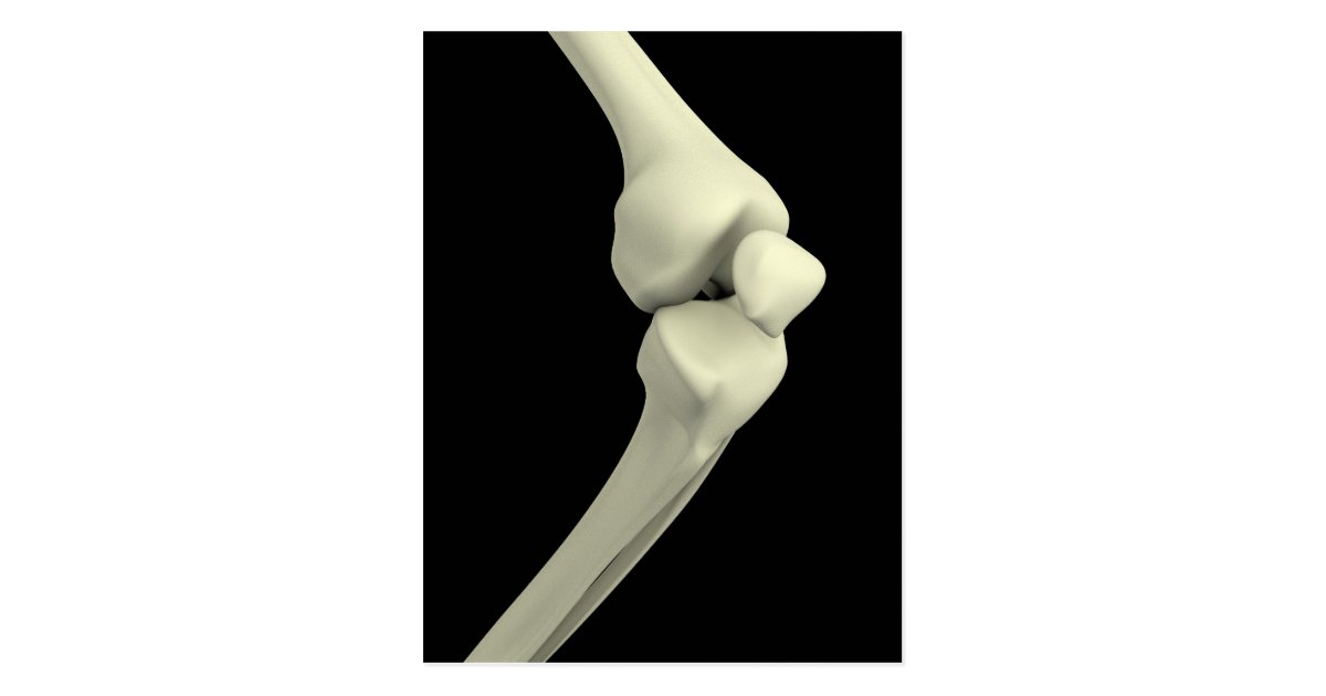 Illustration Of Knee Bone, Bending Postcard | Zazzle.com