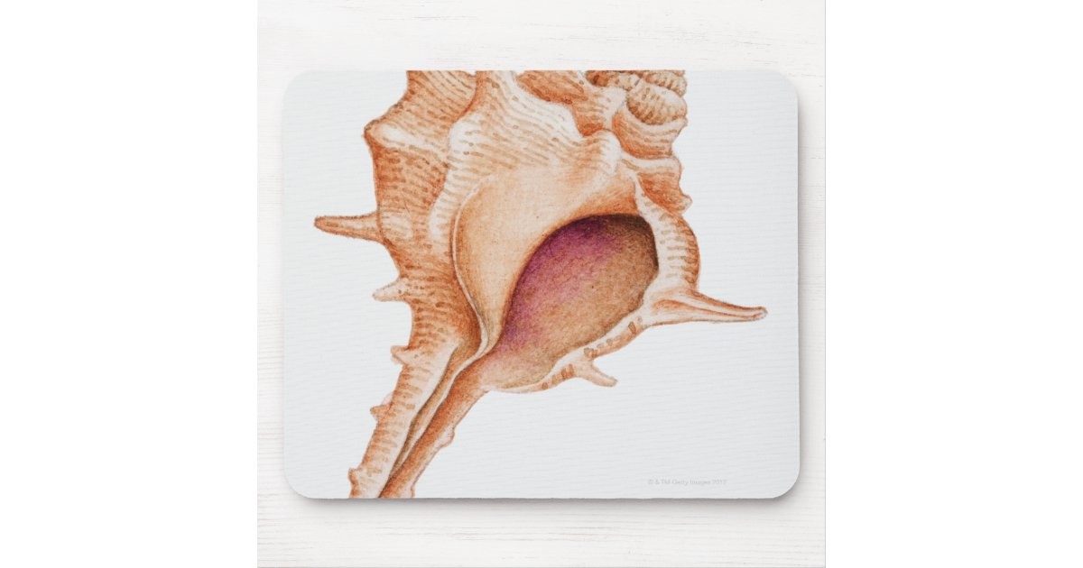 Illustration of Murex shell Mouse Pad | Zazzle