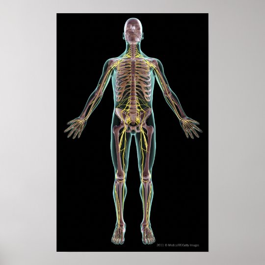 Illustration of the nervous system poster | Zazzle.com