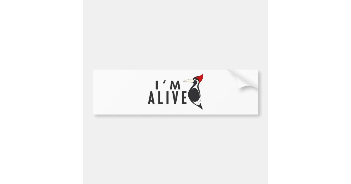 I'm Alive - Ivory Billed Woodpecker Bumper Sticker | Zazzle
