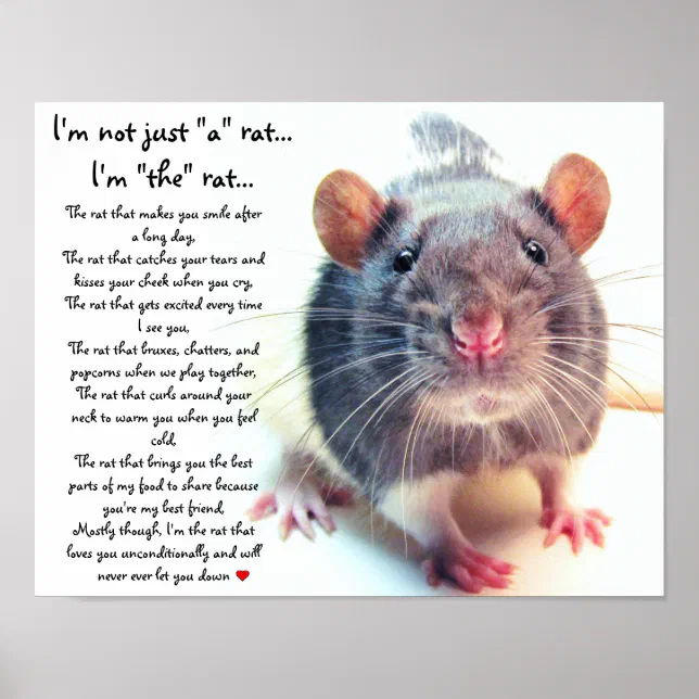 I'm Not Just "a" Rat Poster | Zazzle