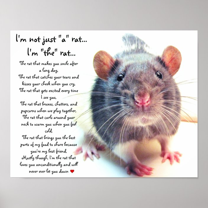 I'm Not Just "a" Rat Poster | Zazzle.com