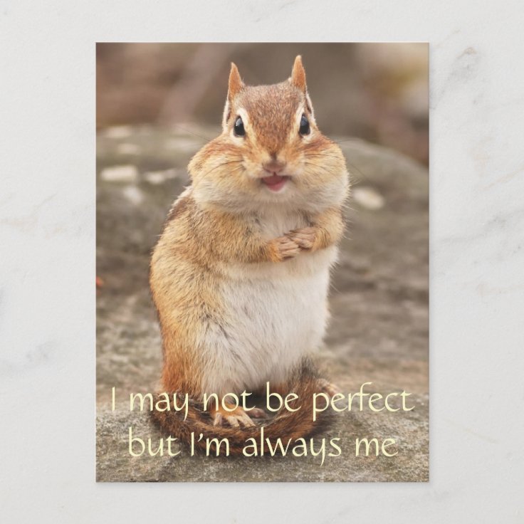 I'm Not Perfect Chipmunk Quote Postcard | Zazzle
