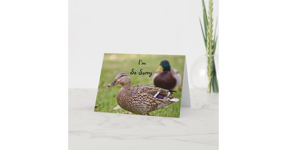 I'm So Sorry Duck Card | Zazzle