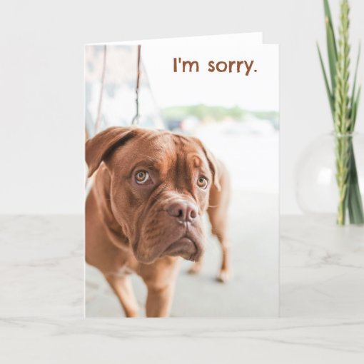 I'm sorry apology card with guilty dog | Zazzle