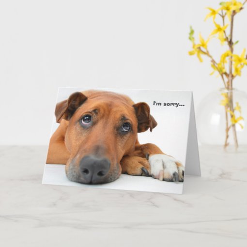 I'm Sorry Dog Card | Zazzle